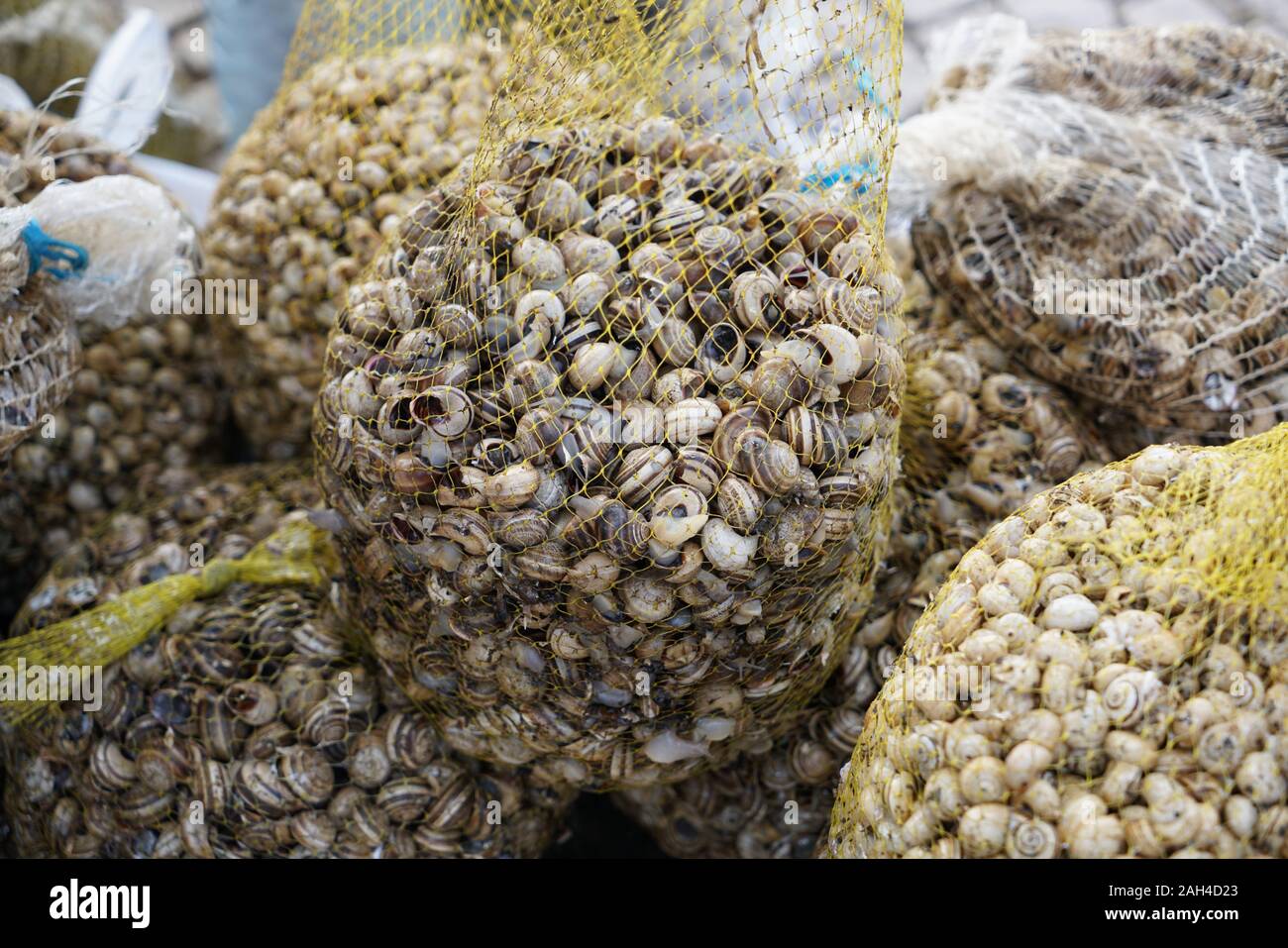 Snails photographed for consumption on a market in Portugal Stock Photo ...