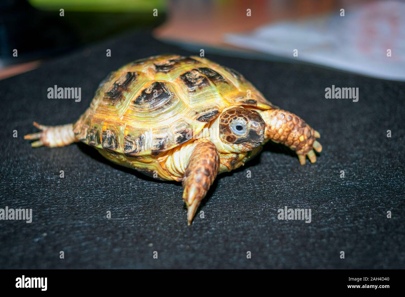 Steppe tortoise, Testudo Agrionemys horsfieldii Stock Photo - Alamy