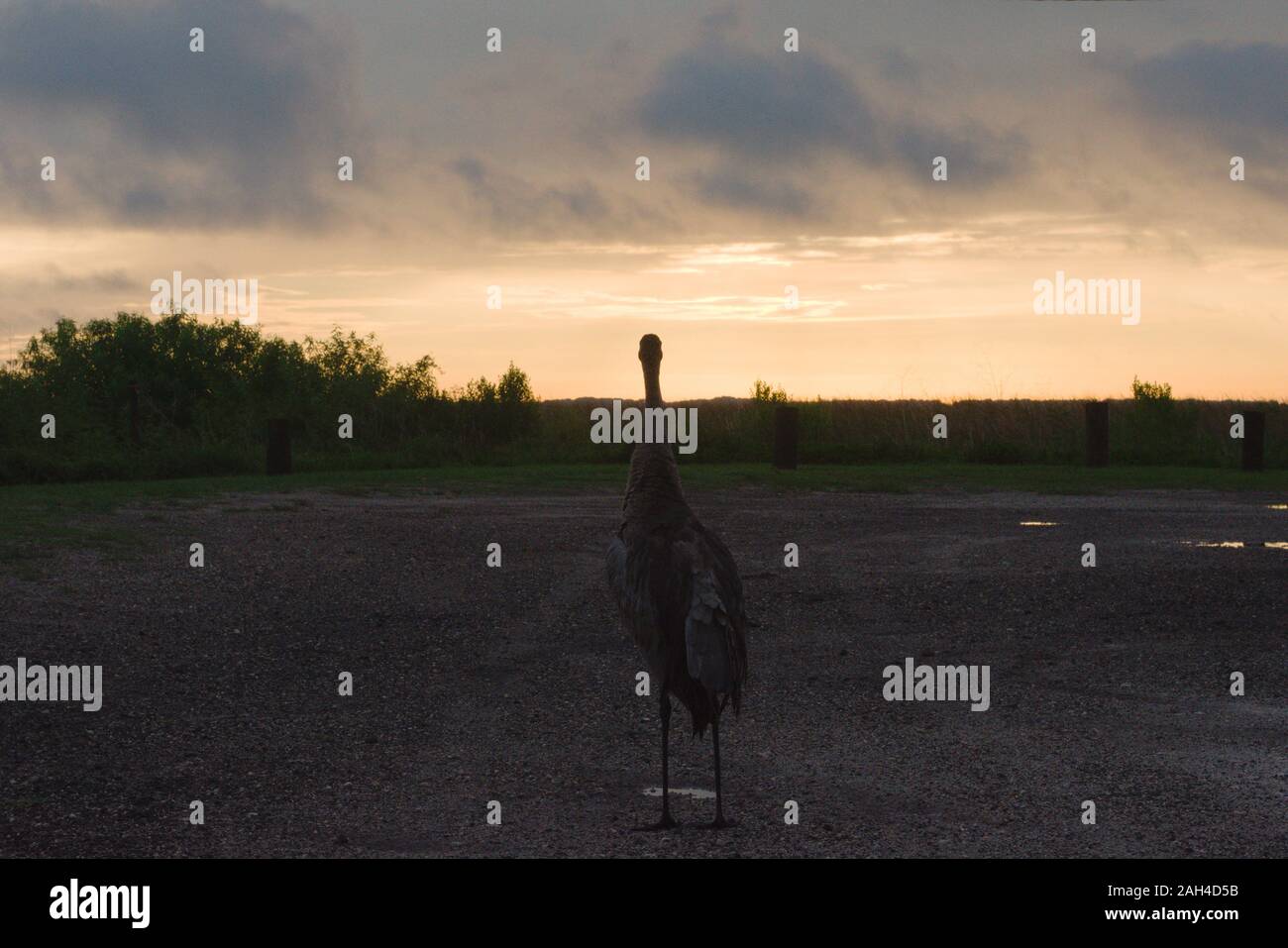 Bird in sunset hi-res stock photography and images - Alamy