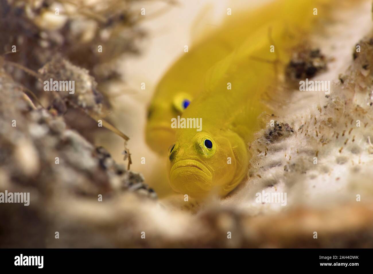 Lemon gobies (Lubricogobius exiguus). Underwater macro photography from ...