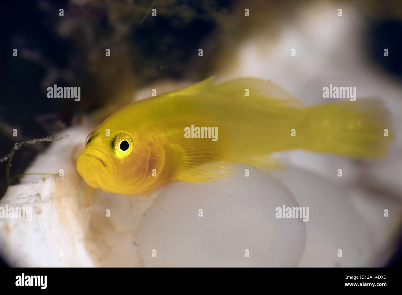 Lemon gobies (Lubricogobius exiguus). Underwater macro photography from ...