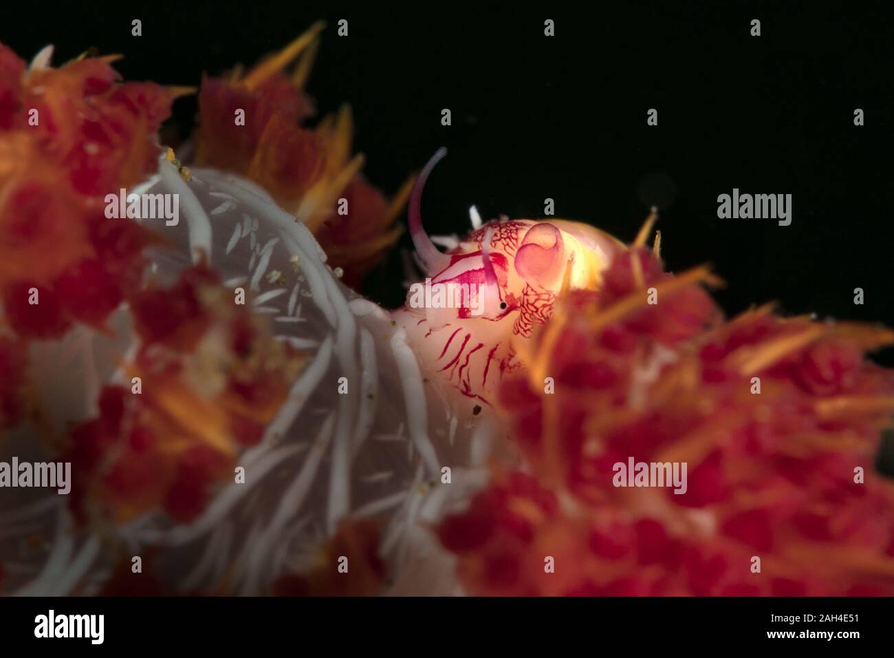 Sea snail Diminovula culmen. Underwater macro photography from ...