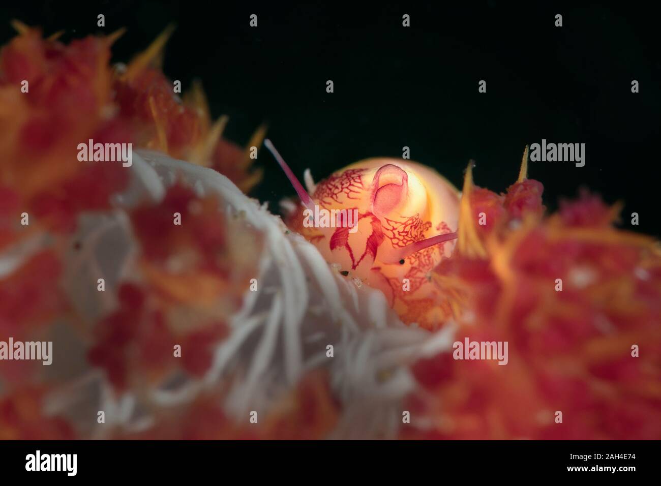 Sea snail Diminovula culmen. Underwater macro photography from ...
