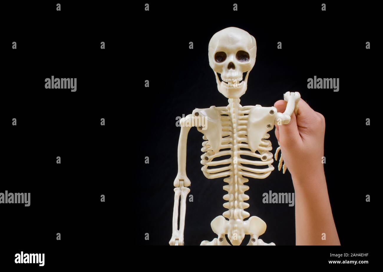 Human skeleton in classroom hi-res stock photography and images - Alamy