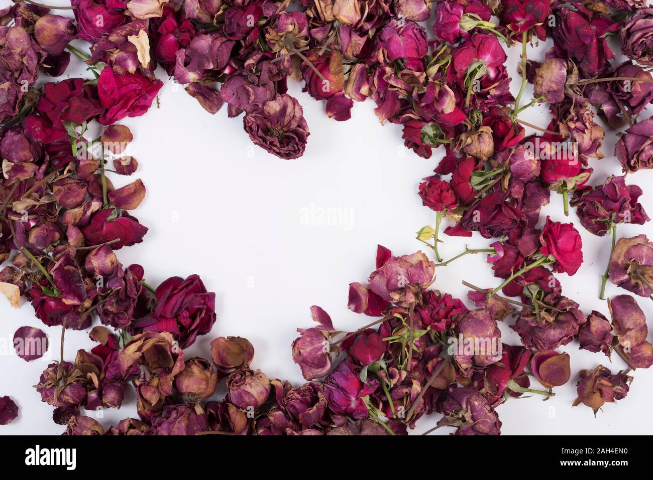 heart shape between new and old roses around on white background Stock ...