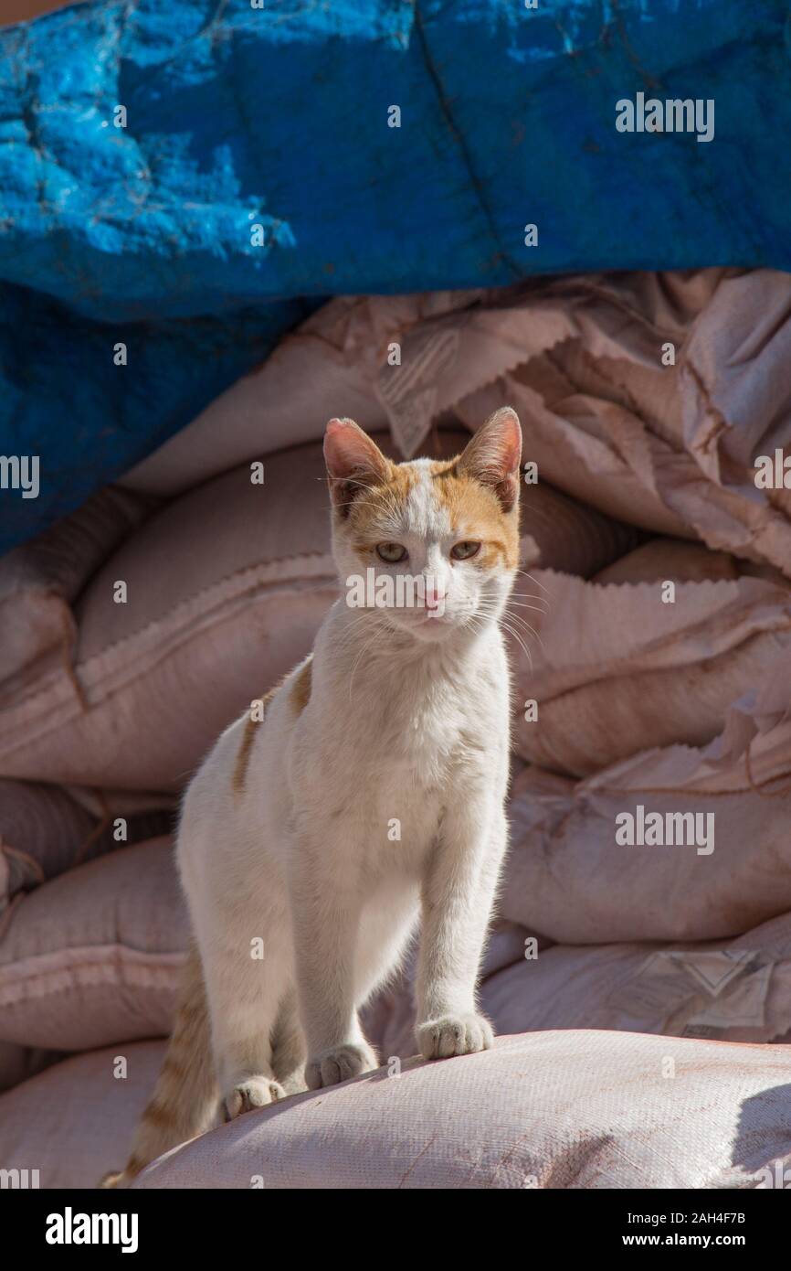 Stray cat seen in the street of the city Stock Photo - Alamy