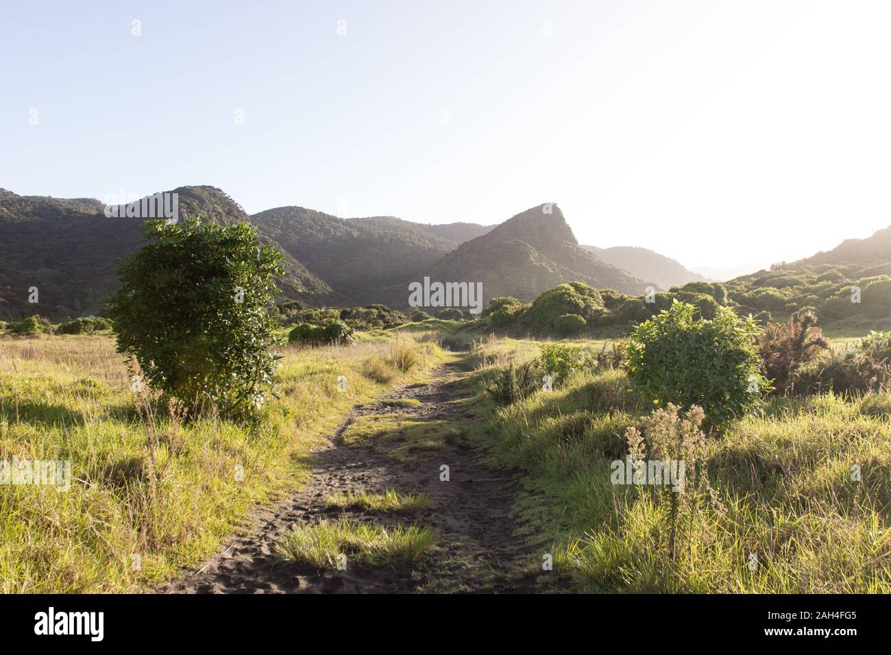A black sand trail through the valley of the remote Whatipu Beach ...