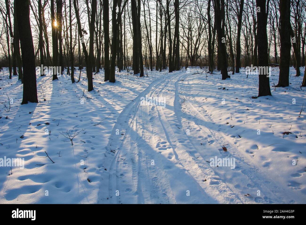 Frosty forest path covered hi-res stock photography and images - Alamy