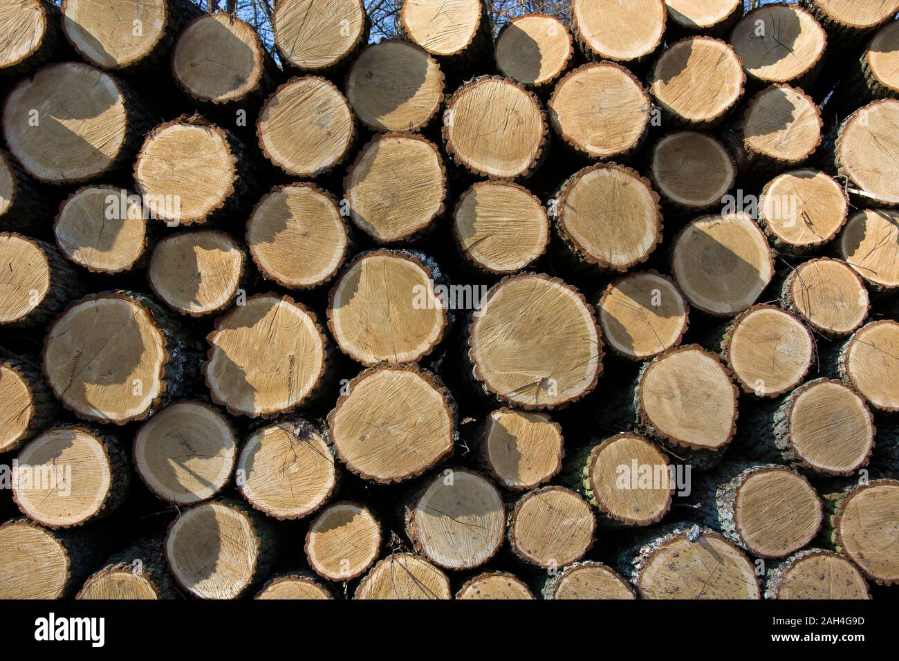 Pile of cut trees hi-res stock photography and images - Alamy