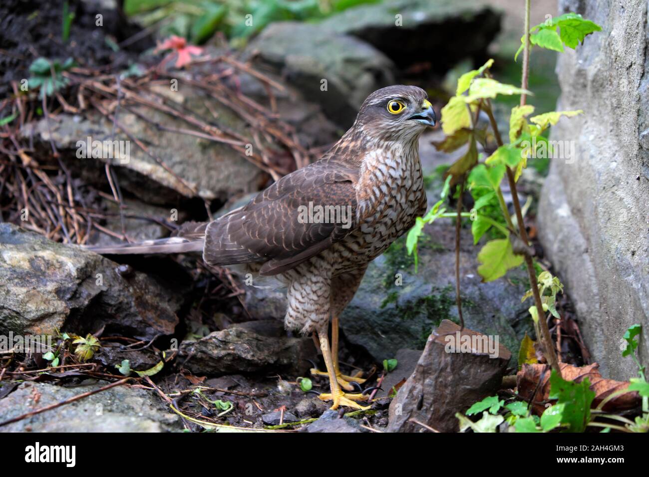Sparrowhawk wales hi-res stock photography and images - Alamy