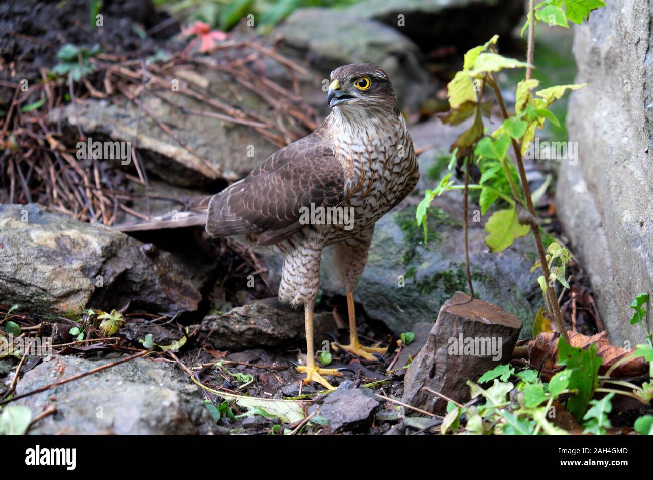 British Sparrowhawk High Resolution Stock Photography and Images - Alamy