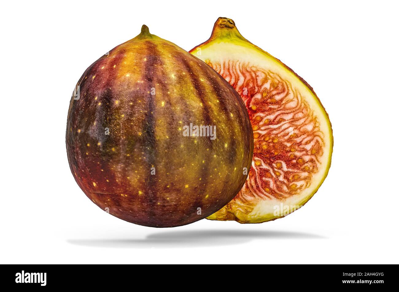 Common fig, cross-section. 3d rendering with realistic texture isolated ...