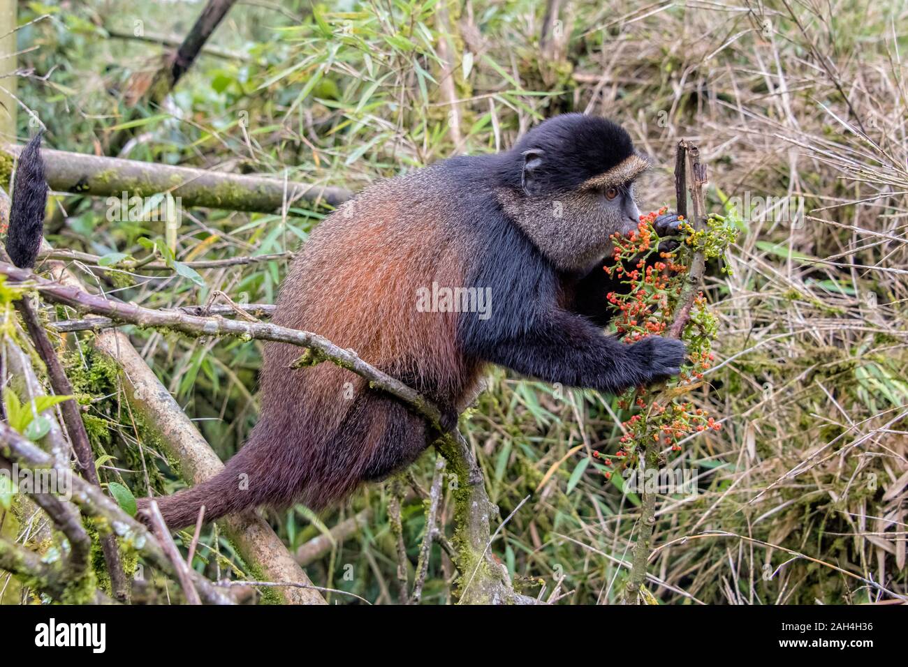 Golden Monkey perched in the Bamboo Forest of Volcanoes National Park ...