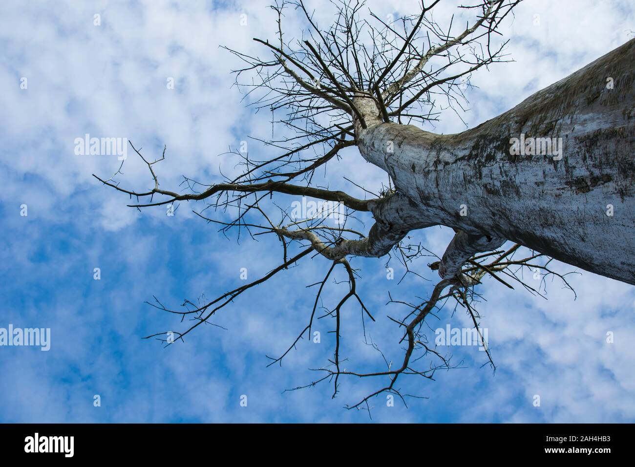 High dead tree and clouds on blue sky, view from below Stock Photo - Alamy