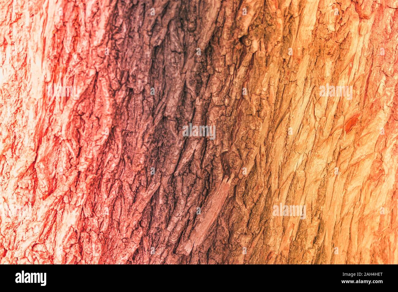 Macro photo of a pine bark. Image of red brown bark texture background ...