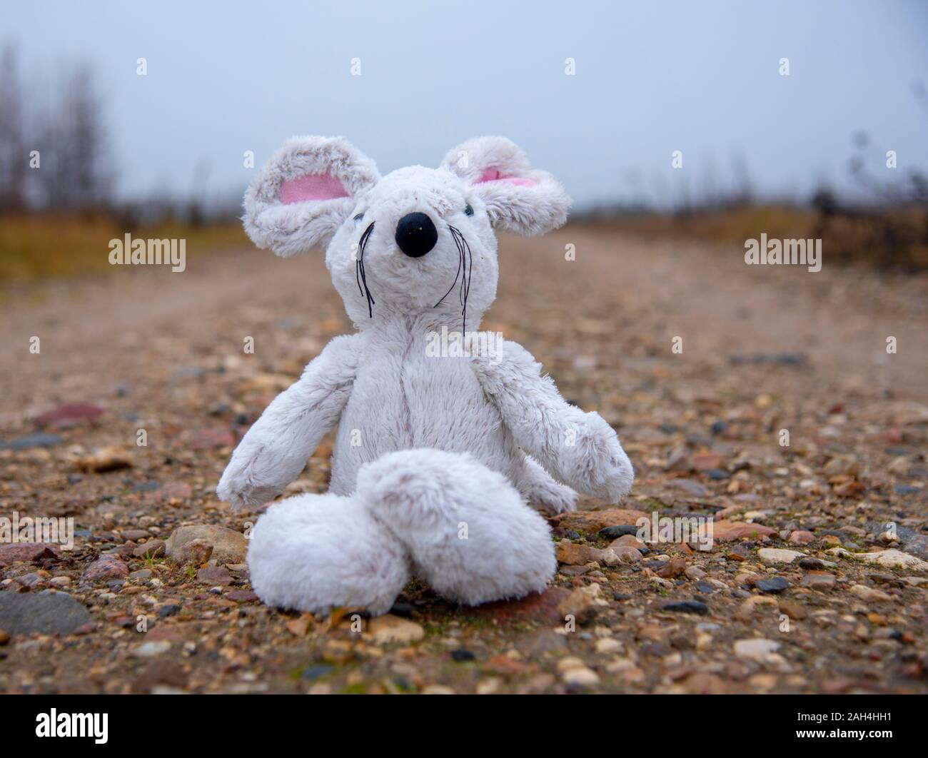 Toy soft mouse sits on a country road wet Stock Photo - Alamy