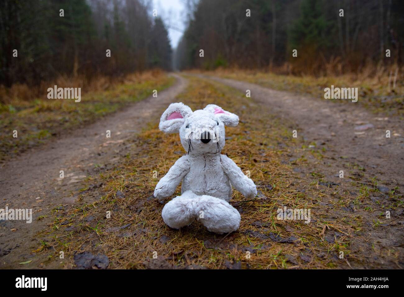 Toy soft mouse sits on a country road wet Stock Photo - Alamy