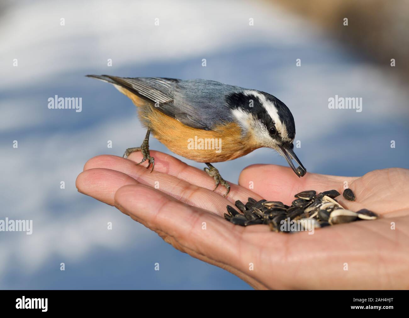 Red Breasted Nuthatch High Resolution Stock Photography and Images - Alamy