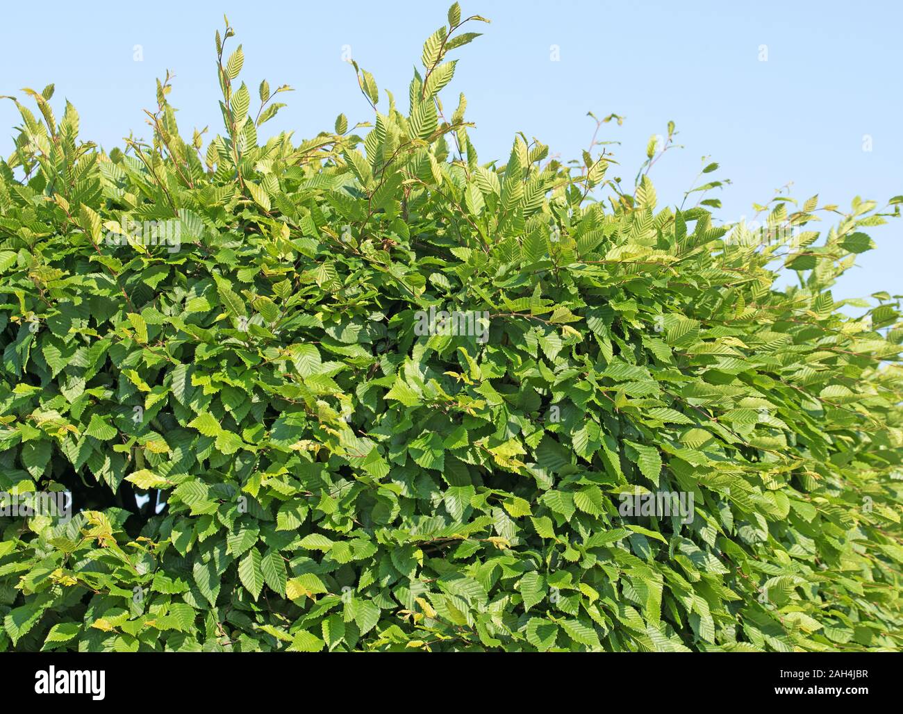 Common hornbeam hi-res stock photography and images - Alamy