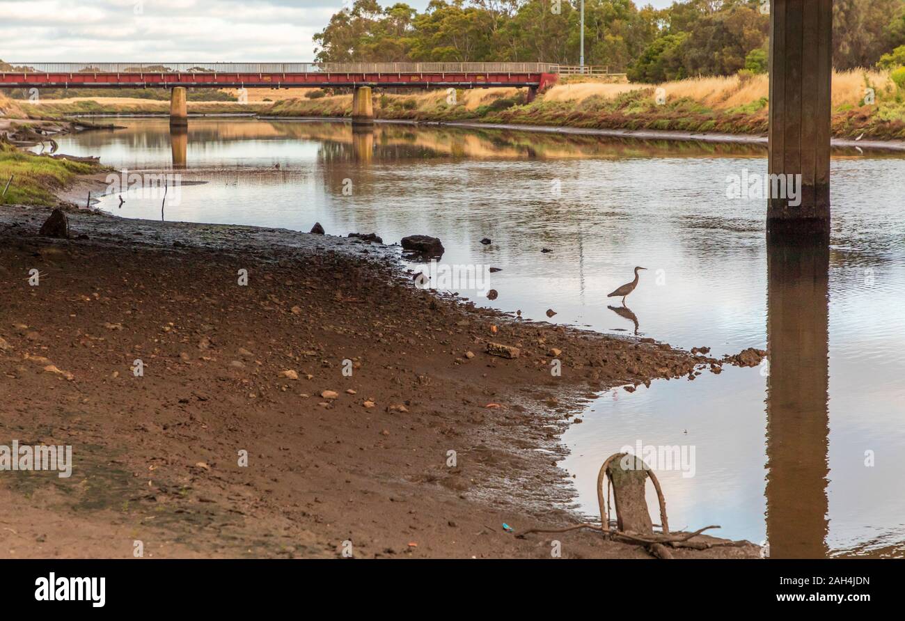 An Ibis bird looking for food in a small river under a road bridge as ...