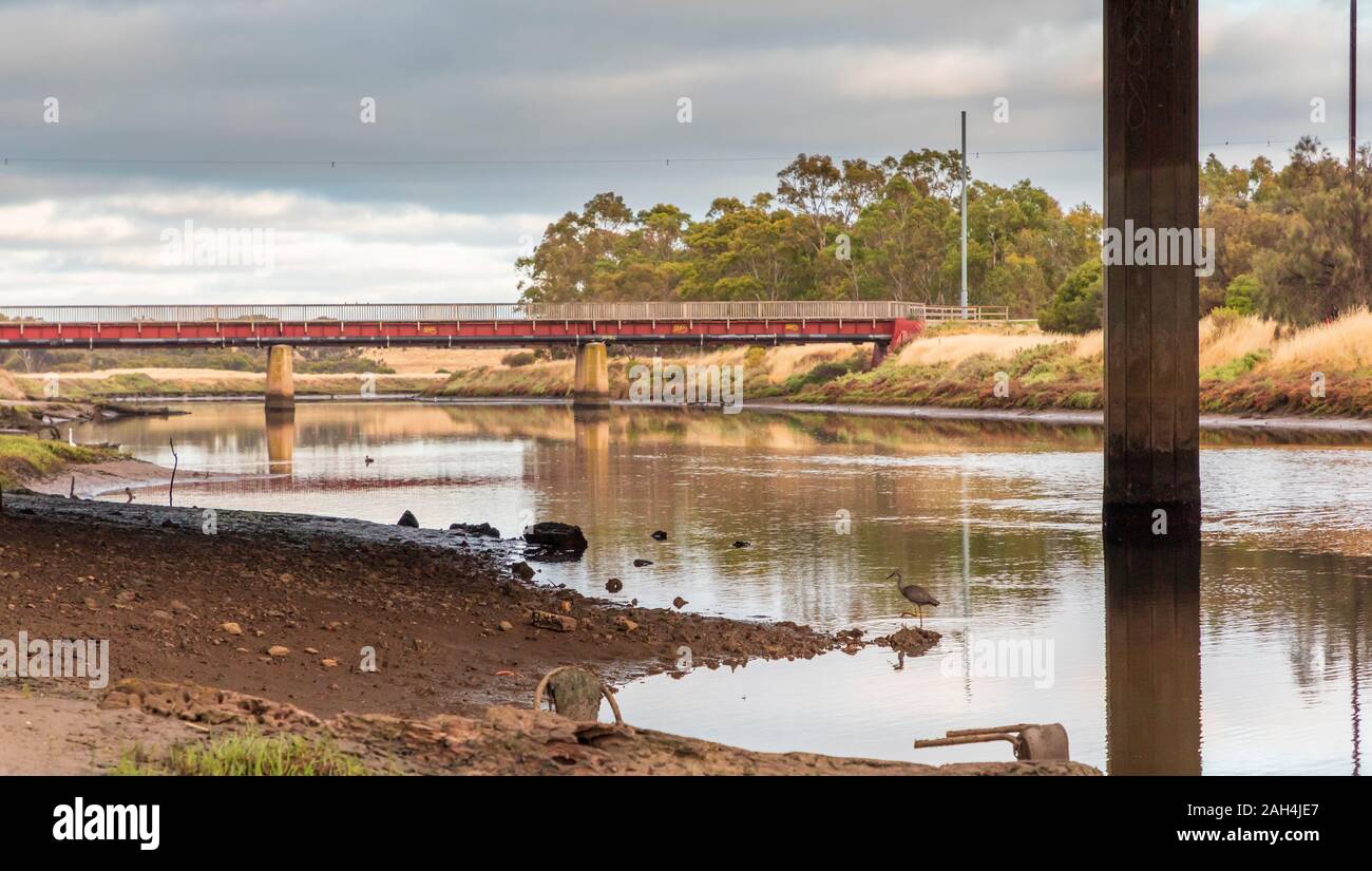 An Ibis bird looking for food in a small river under a road bridge as ...