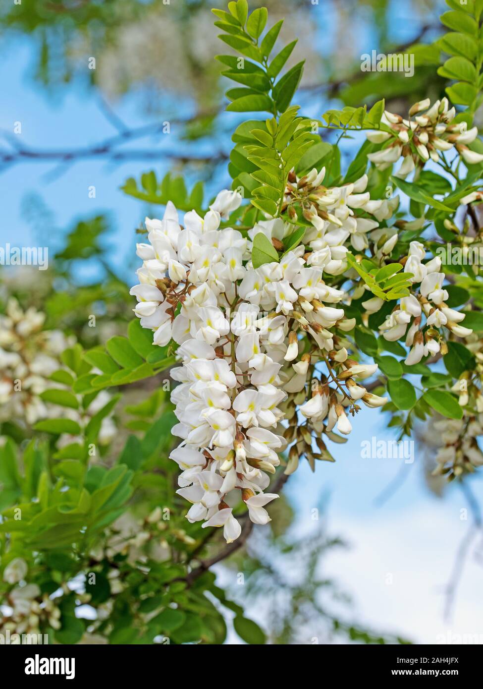 Robinia trees hi-res stock photography and images - Alamy