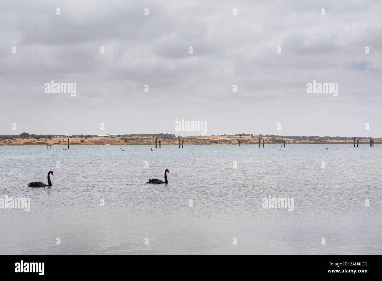 Murray lake bird sanctuary hi-res stock photography and images - Alamy