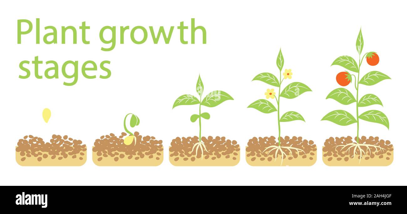 Growing Plant Stages