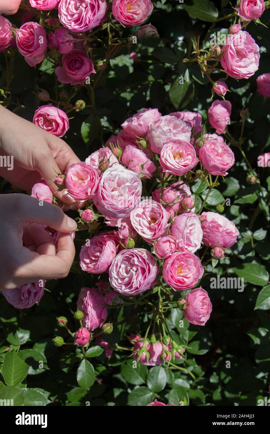 Beautiful fresh roses in hand Stock Photo - Alamy