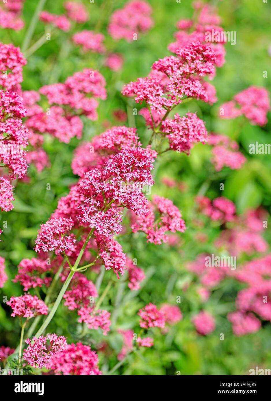 Spur plant hi-res stock photography and images - Alamy