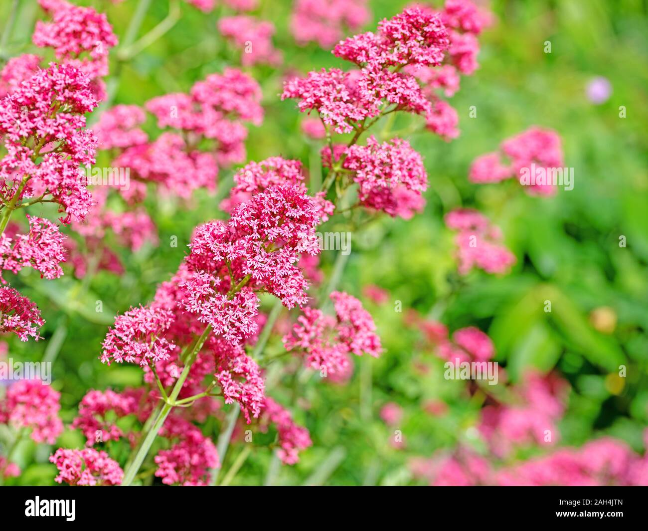 Red spur flower, Centranthus ruber, in the garden Stock Photo - Alamy
