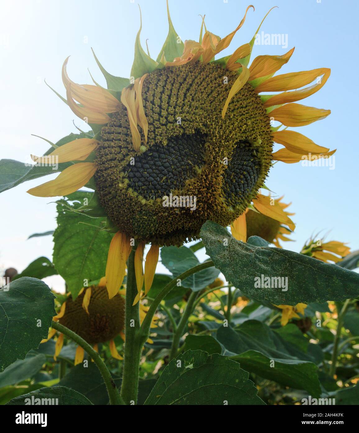 Sad sun hi-res stock photography and images - Alamy