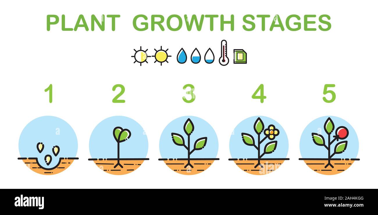 Plant growth stages plant development hi-res stock photography and ...