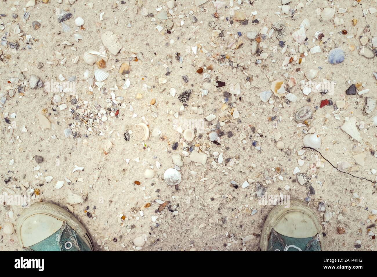 Florida beach shells hi-res stock photography and images - Alamy