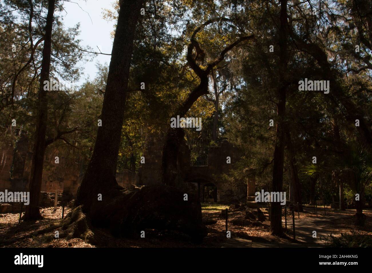 Bulow Plantation Ruins, Florida Stock Photo - Alamy