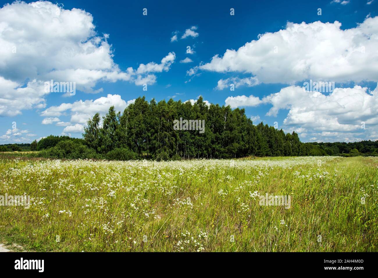 Wildflower meadow with sky hi-res stock photography and images - Alamy