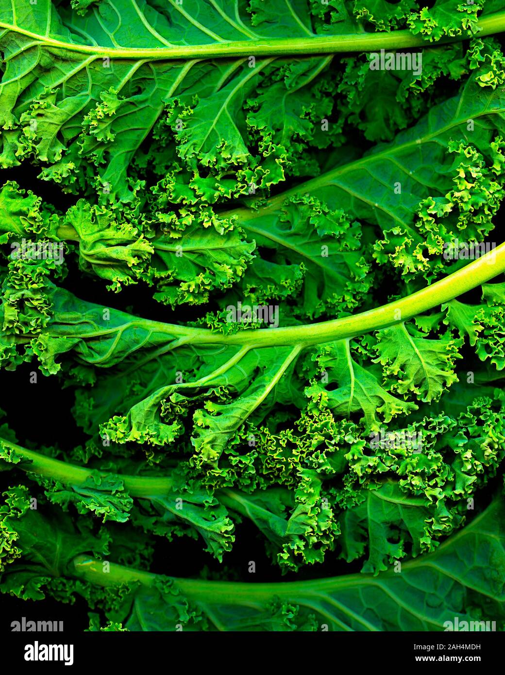Kale vertical background hi-res stock photography and images - Alamy