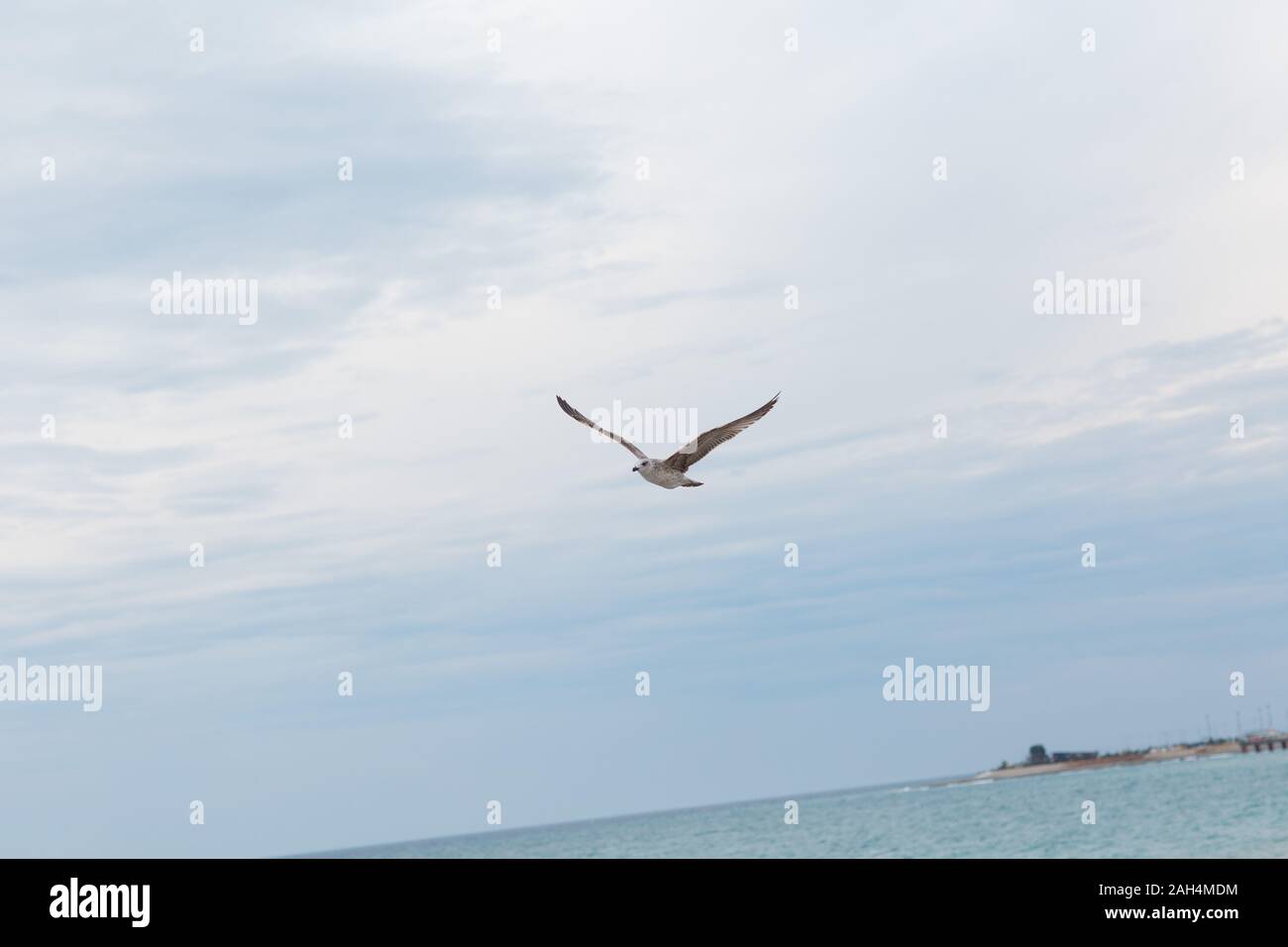 Seagull flies on background of blue sky with clouds Stock Photo - Alamy