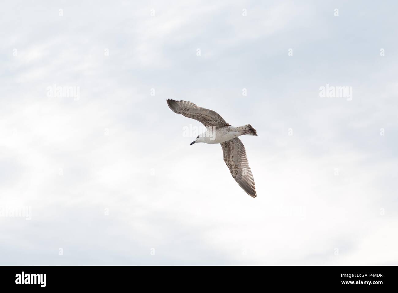 Seagull flies on background of blue sky with clouds Stock Photo - Alamy