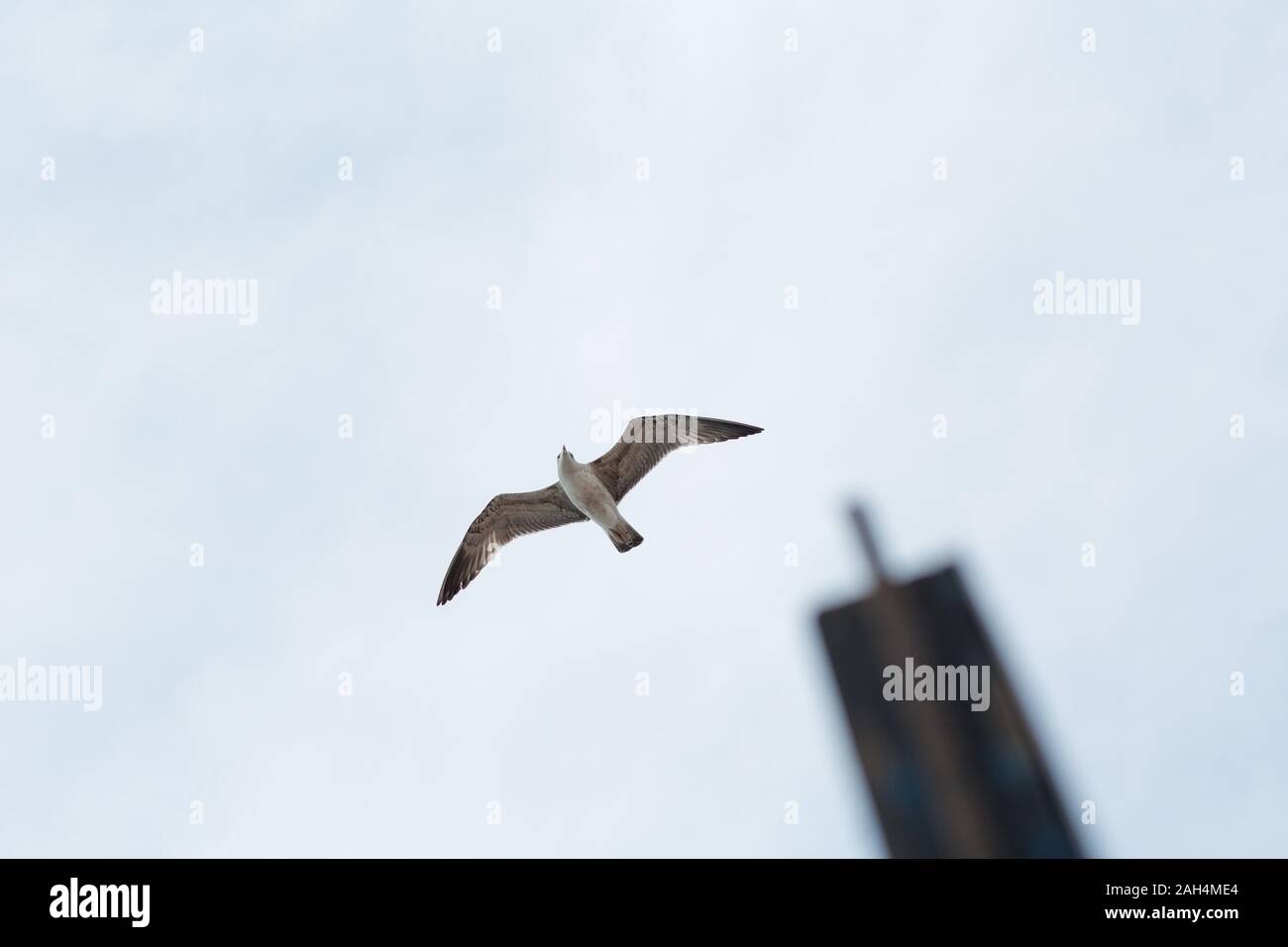 Seagull flies on background of blue sky with clouds Stock Photo - Alamy