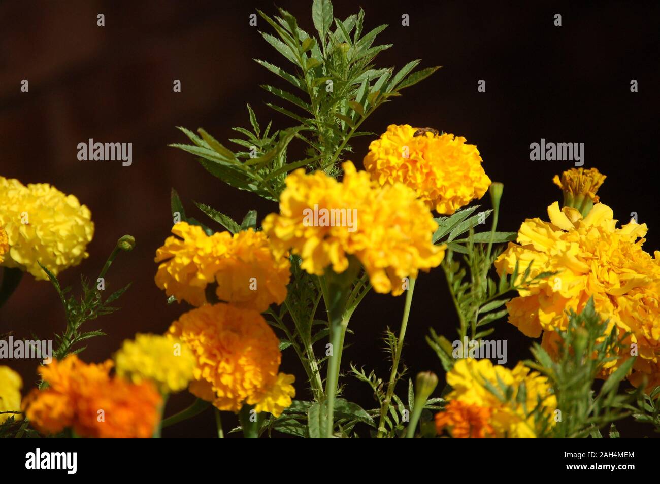 Close up of blooming marigolds in a garden Stock Photo - Alamy