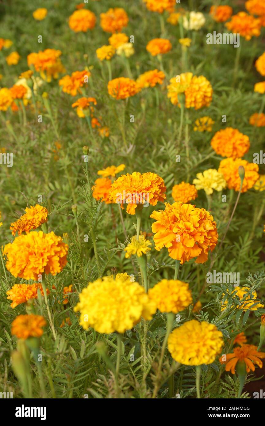 Marigold Flowers blooming in garden Stock Photo - Alamy