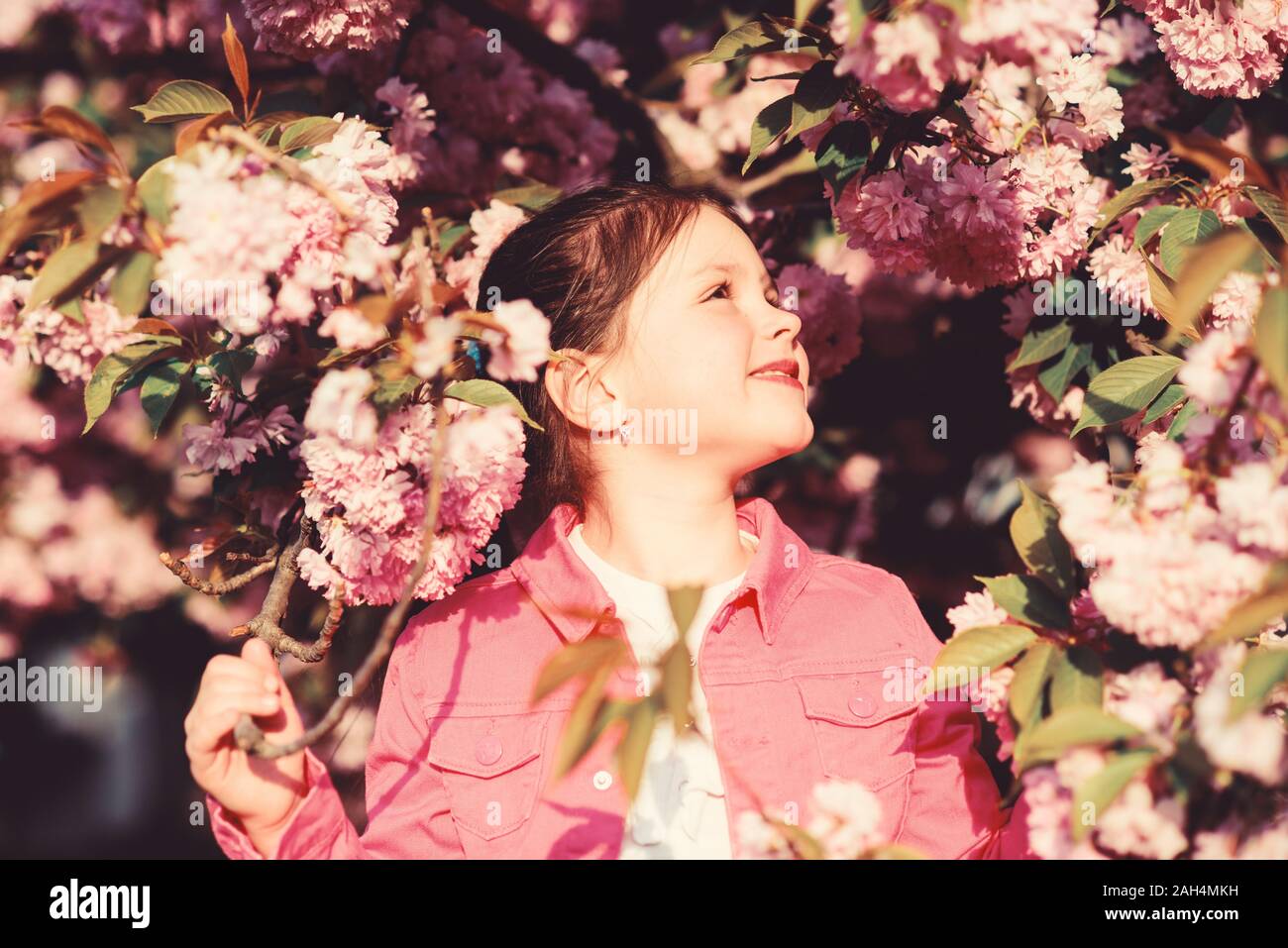 Gorgeous flower beauty. Girl cherry flower background. Sakura tree ...