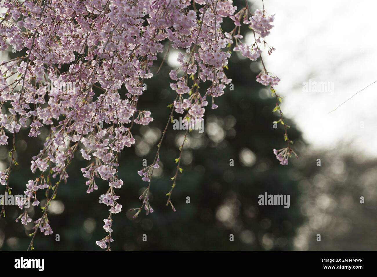 Blooming Weeping Cherry Tree in Spring Stock Photo - Alamy