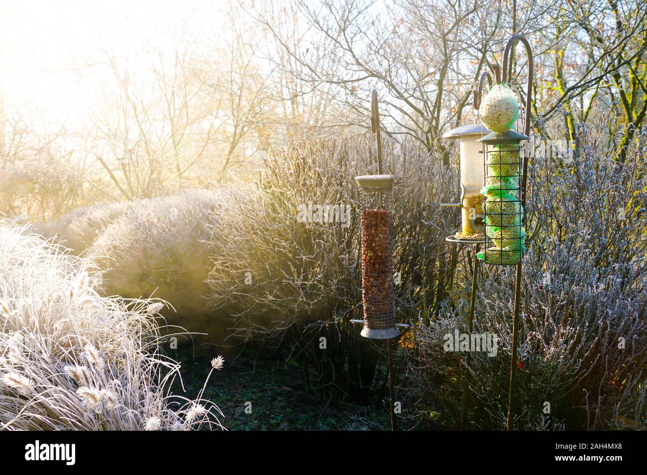Bird feeders with mixed seeds in beautiful garden during frozen winter ...
