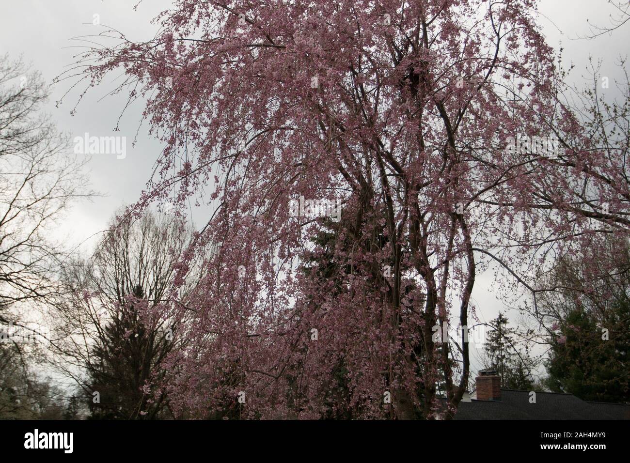 Blooming Weeping Cherry Tree in Spring Stock Photo - Alamy
