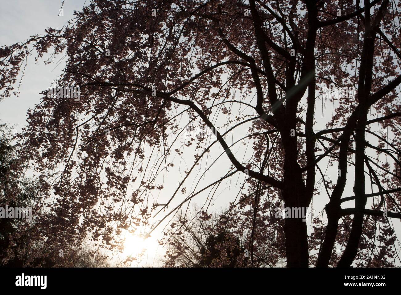 Blooming Weeping Cherry Tree in Spring Stock Photo - Alamy