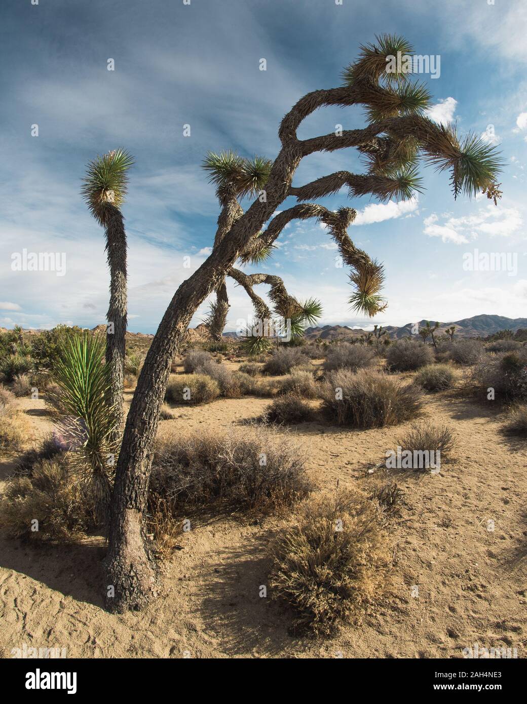 Joshua tree city hi-res stock photography and images - Alamy