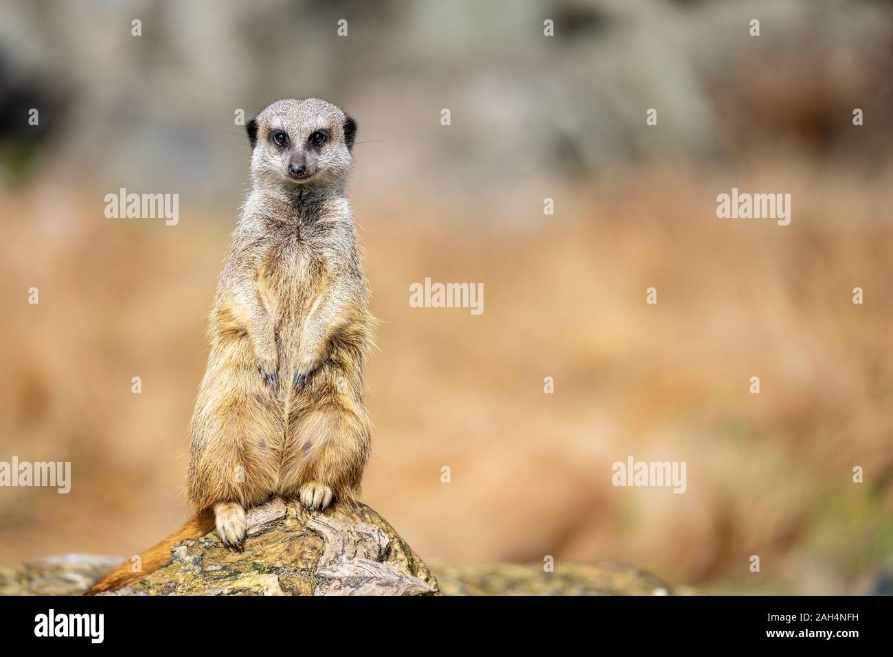 Herpestidae genus hi-res stock photography and images - Alamy