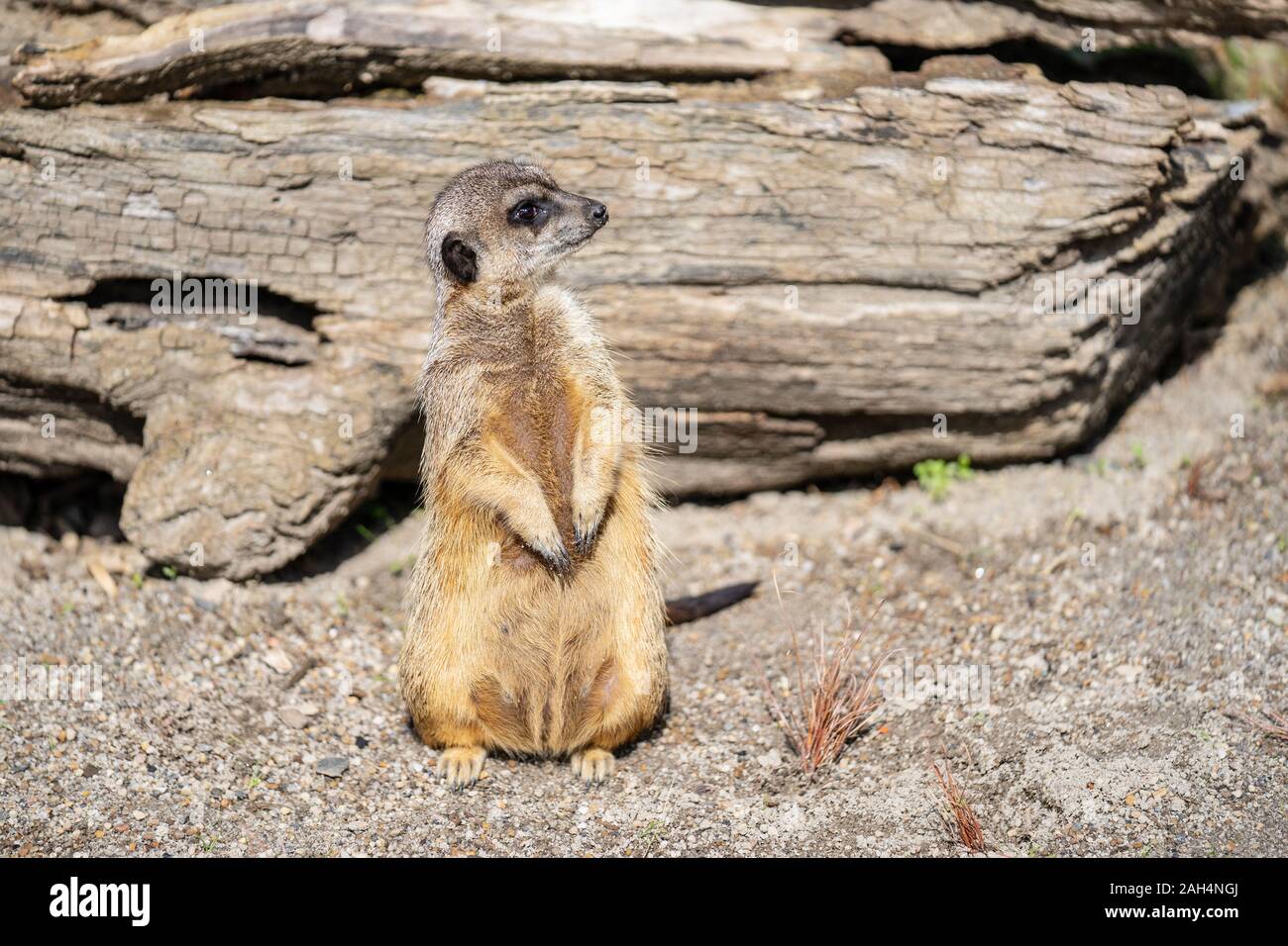 Herpestidae Genus High Resolution Stock Photography and Images - Alamy